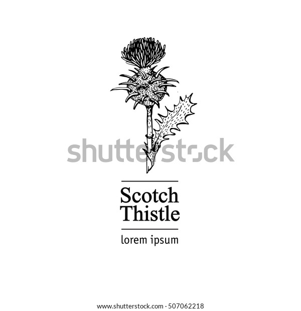 Thistle Vector Illustration Stock Vector (Royalty Free) 507062218