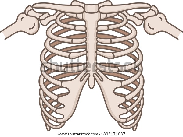 Thoracic Cage Color Vector Illustration Stock Vector (Royalty Free ...