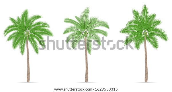 Three Coconut Tree Branch Isolated On Stock Vector (Royalty Free ...