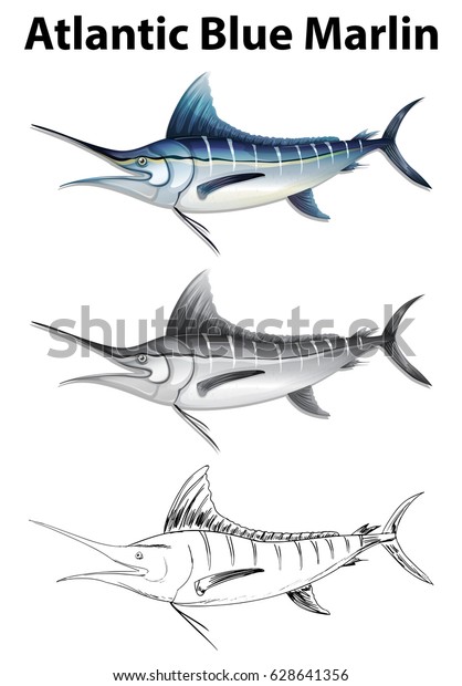 Three Drawing Styles Atlantic Blue Marlin Stock Vector (Royalty Free ...
