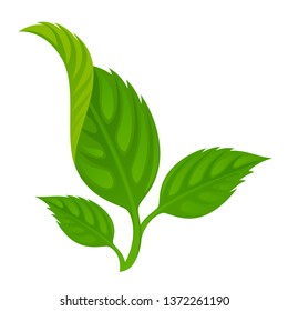 Three Leaves On White Background Stock Vector (Royalty Free) 1372261190 ...