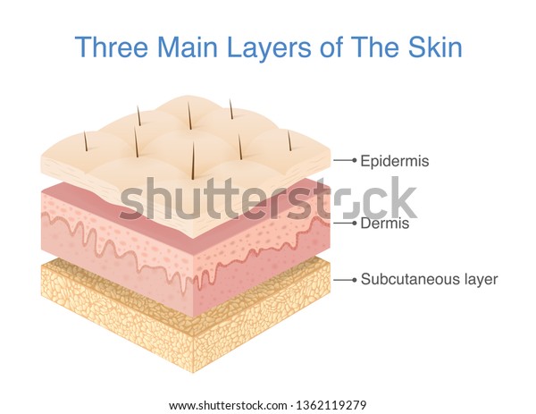 Three Main Layer Human Skin Illustration Stock Vector (Royalty Free ...