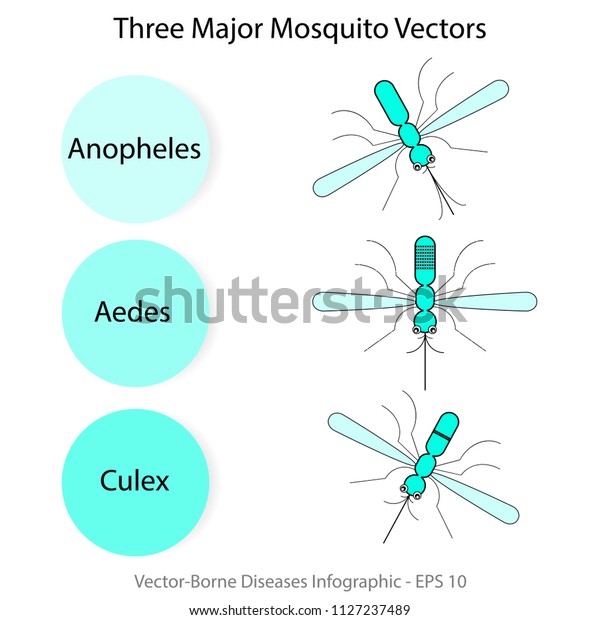 Three Mosquito Vectors Anopheles Aedes Culex Stock Vector (Royalty Free ...