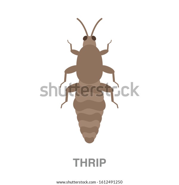Thrip Flat Icon On White Transparent Stock Vector (Royalty Free) 1612491250