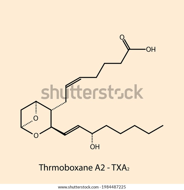 Thromboxane A2 Thromboxane Biomolecule Molecular Formula Stock Vector ...