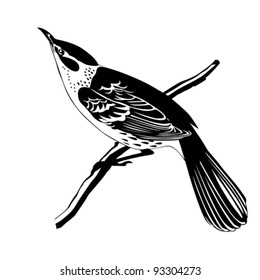 Thrush Silhouette On White Background Vector Stock Vector (Royalty Free ...