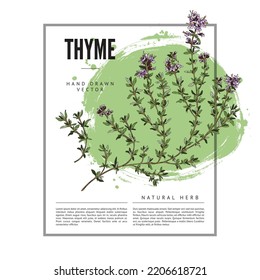 Thyme Herbs Spices Badge Label Design Stock Vector (Royalty Free ...