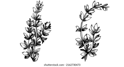 Thyme Vector Isolated Plant Leaves Herbal Stock Vector (Royalty Free ...