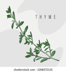 Thyme Vector Traced Illustration Hand Drawn Stock Vector (Royalty Free ...