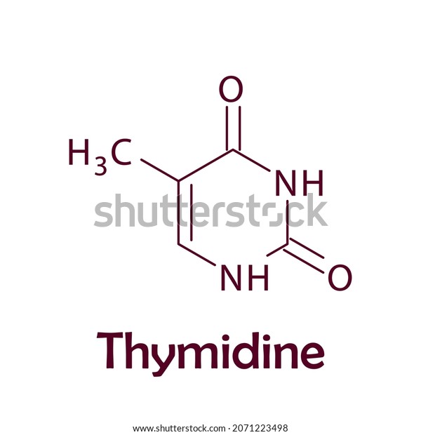 Thymidine Nitrogenous Base Nucleotide Biomolecule Strcuture Stock ...