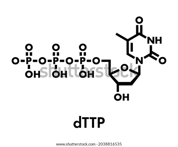 Thymidine Triphosphate Ttp Nucleotide Molecule Dna Stock Vector ...