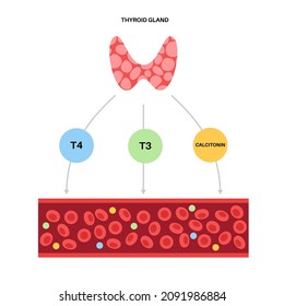 Thyroid Gland Functions Diagram T3 T4 Stock Vector (Royalty Free ...