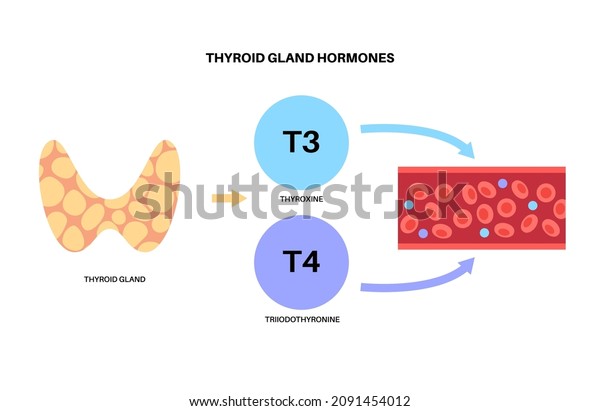 Thyroid Gland Functions Diagram T3 T4 Stock Vector (Royalty Free ...
