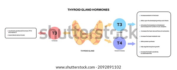 Thyroid Gland Functions Diagram T3 T4 Stock Vector (Royalty Free ...