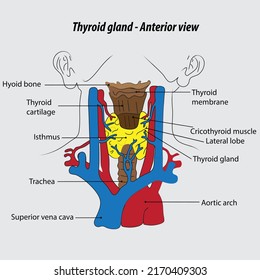 Thyroid Gland Labeled Diagram Thyroid Gland Stock Vector (Royalty Free) 2170409303 | Shutterstock