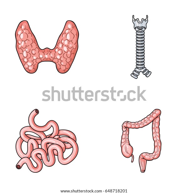 Thyroid Gland Spine Small Intestine Large Stock Vector (Royalty Free ...