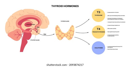 Thyroid Gland System Diagram T3 T4 Stock Vector (Royalty Free) 2093874217