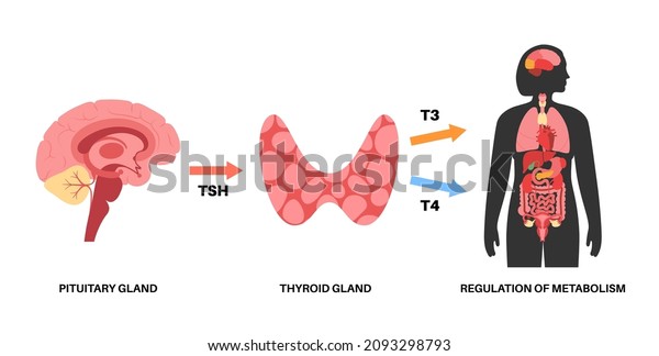 Thyroid Gland System Diagram T3 T4 Stock Vector (Royalty Free ...