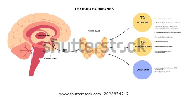 Thyroid Gland System Diagram T3 T4 Stock Vector (Royalty Free ...