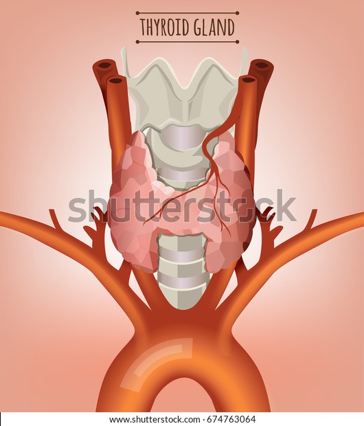 Thyroid Gland Vector Illustration Medical Anatomy Stock Vector (Royalty ...