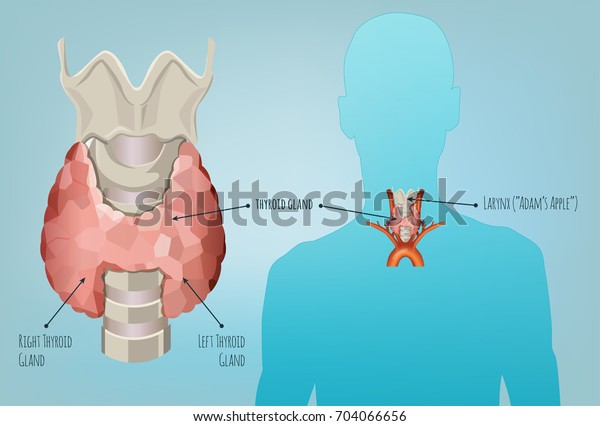 Thyroid Gland Vector Illustration Medical Anatomy Stock Vector (Royalty ...