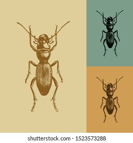 Tiger Beetle Vector Vintage Illustration Drawing: vector de stock ...
