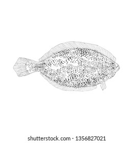 Tiger Fish Illustration Vector Hand Drawn Stock Vector (Royalty Free ...