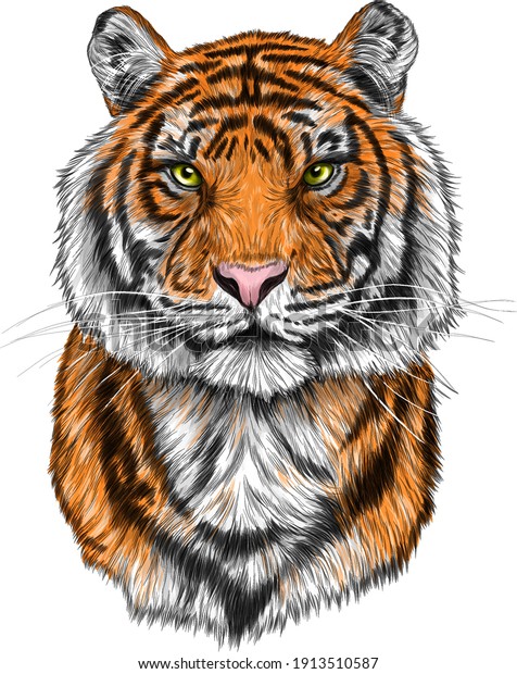 Tiger Head Portrait Drawing Vector Illustration Stock Vector Royalty