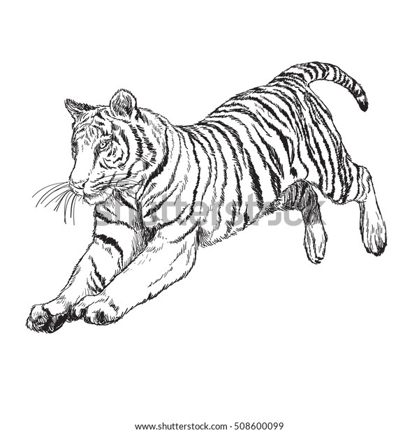 Tiger Jump Hand Draw Monochrome On Stock Vector (Royalty Free ...