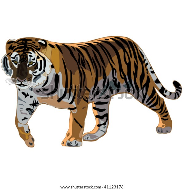 Tiger Series _ Siberian Tiger Stock Vector (Royalty Free) 41123176 ...