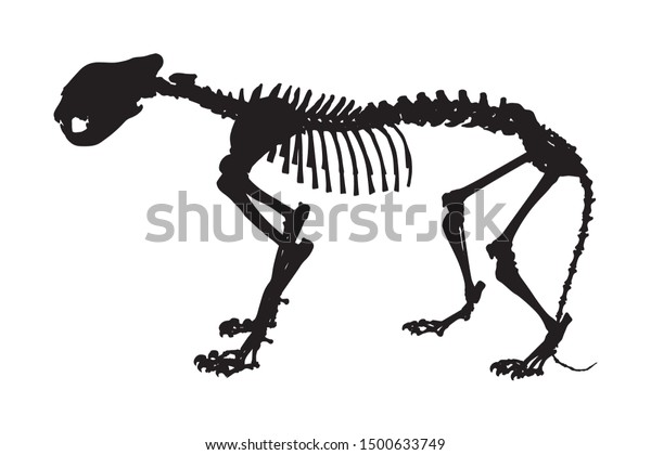 Tiger Skeleton Silhouette Isolated On White 스톡 벡터(로열티 프리) 1500633749