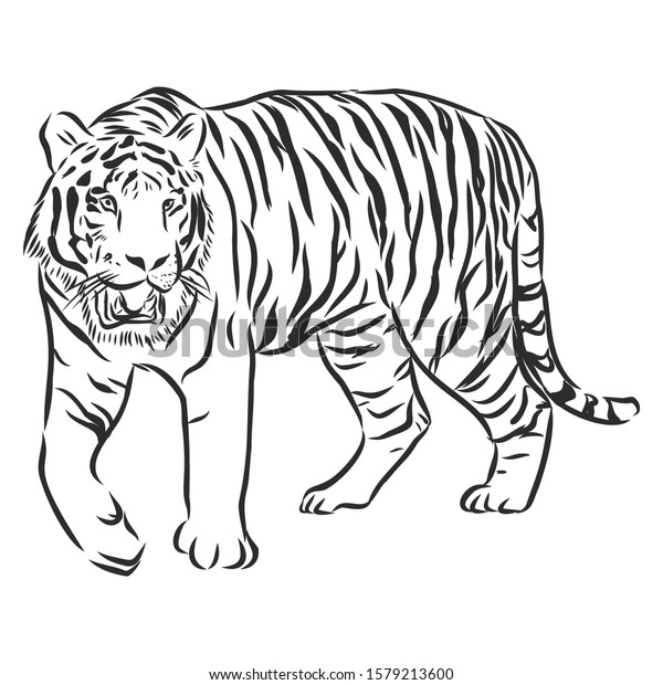 Tiger Sketch Contour Vector Illustration Stock Vector (Royalty Free ...