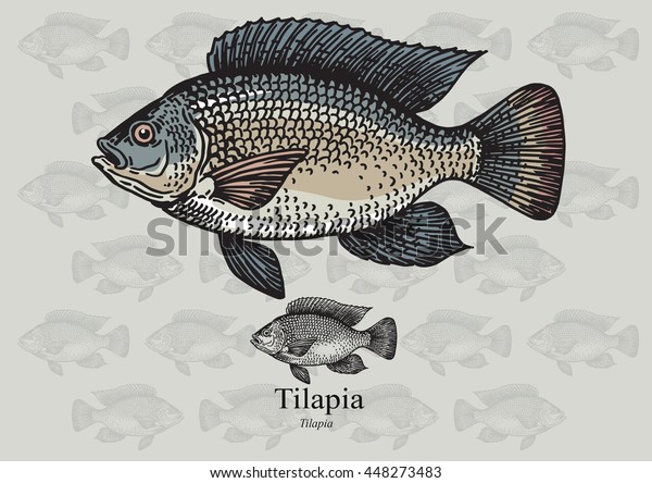 Tilapia Vector Illustration Refined Details Optimized Stock Vector ...