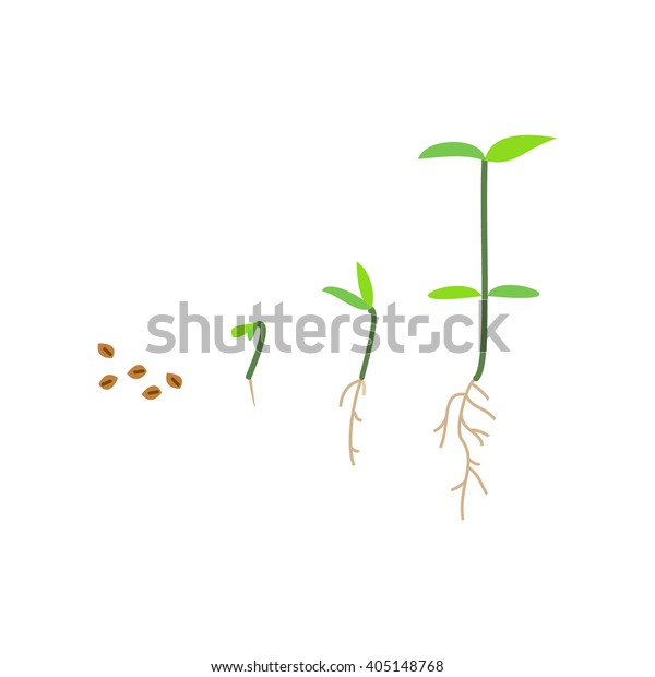 Timeline Infographic Planting Tree Process Stock Vector (Royalty Free ... Timeline Infographic Planting Tree Process Stock Vector (Royalty Free ...