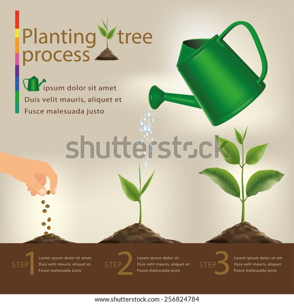 Timeline Infographic Planting Tree Processvector Stock Vector (Royalty ... Timeline Infographic Planting Tree Processvector Stock Vector (Royalty ...