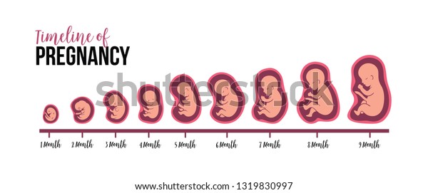 Timeline Pregnancy Fetal Development Schematic Embryo: Vector có sẵn ...