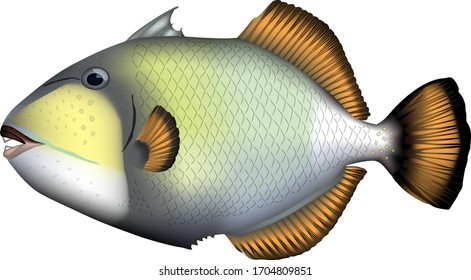 545 ilustrações de Triggerfish Ilustrações, imagens e vetores stock ...