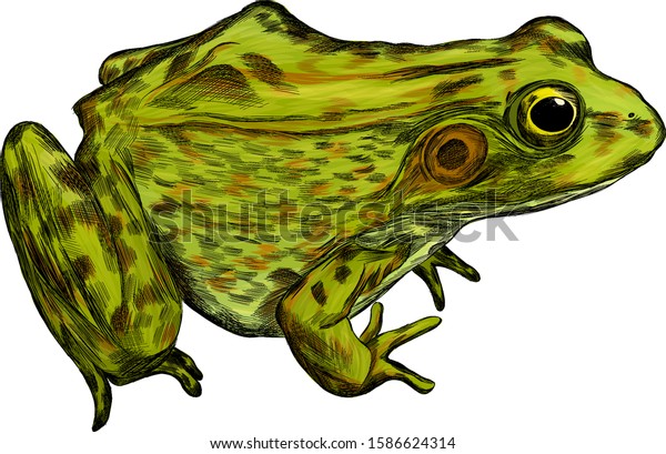 Toad Green Realistic Animal Vector Stock Vector (Royalty Free ...