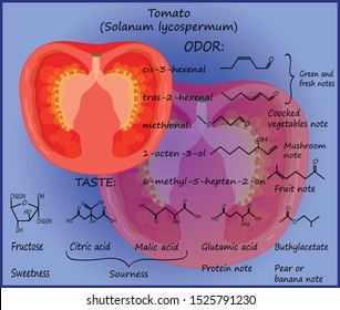 Tomato Odor Taste Chemical Components Stock Vector (Royalty Free ...