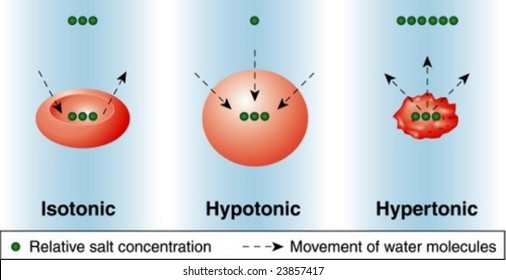 Hypotonicity Images, Stock Photos & Vectors | Shutterstock