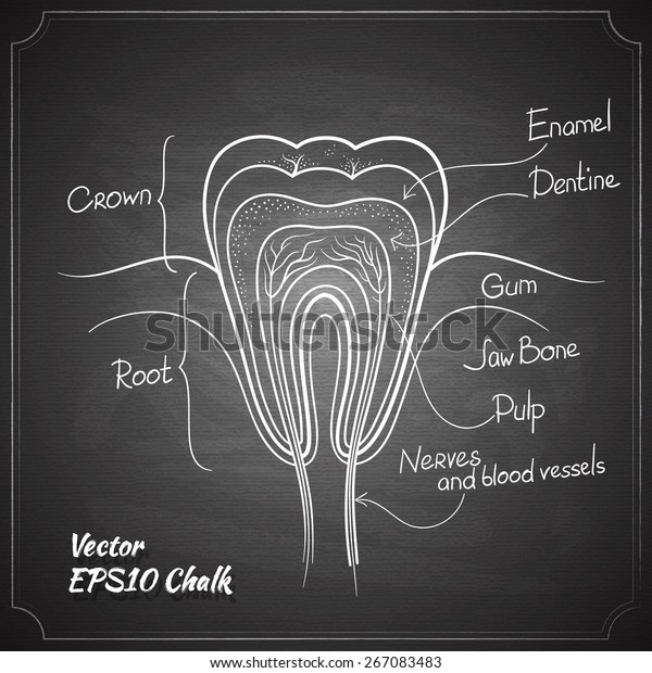 Tooth Anatomy Chalk Painted On Chalkboard Stock Vector (Royalty Free ...