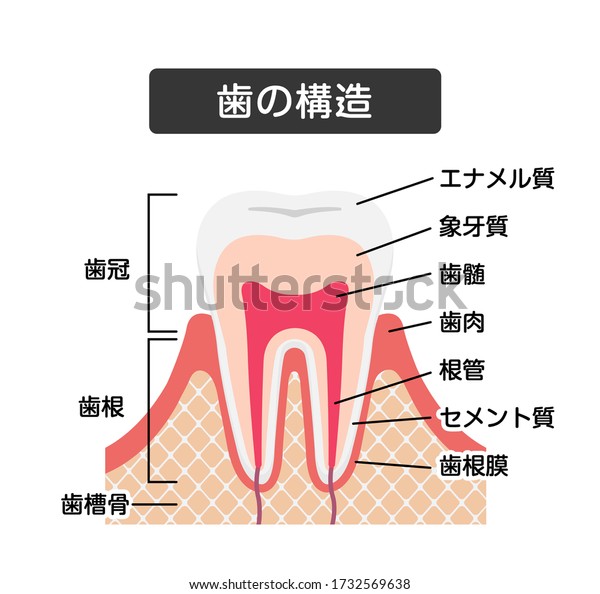 Tooth Anatomy Flat Vector Illustration Translation Stock Vector ...