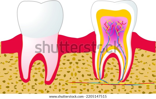 Tooth Anatomy Teeth Structure Parts Enamel: เวกเตอร์สต็อก (ปลอดค่า ...