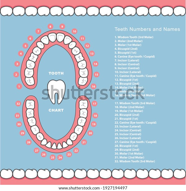 3,960 imágenes de Names teeth - Imágenes, fotos y vectores de stock ...