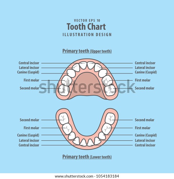 Tooth Chart Primary Teeth Illustration Vector Stock Vector (Royalty ...