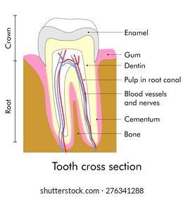 Tooth Cross Section Showing Teeth Anatomy Stock Vector (Royalty Free ...