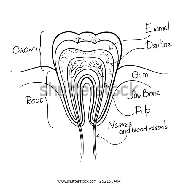 Tooth Cut Anatomy Layout Outline Vector Stock Vector (Royalty Free ...