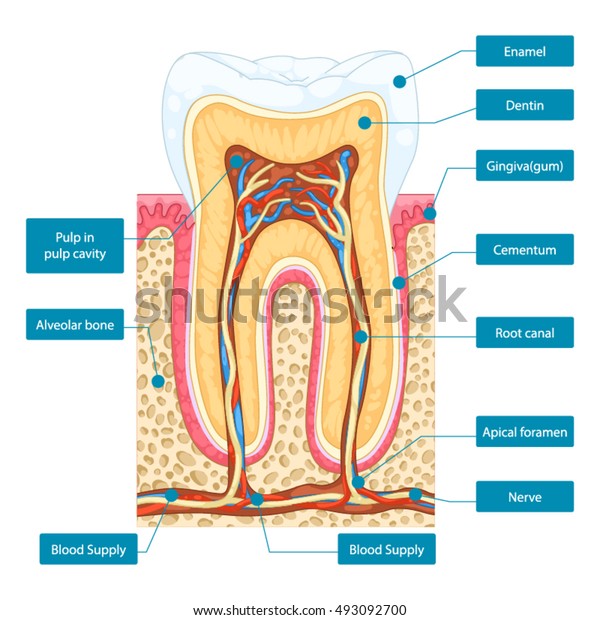 Tooth Diagram Graphic Stock Vector (Royalty Free) 493092700