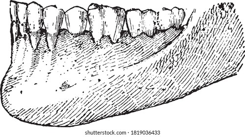 29,398 Teeth profile Images, Stock Photos & Vectors | Shutterstock