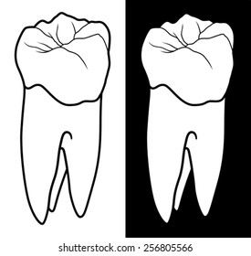 Tooth Root Graphic Style Illustration Human Stock Vector (Royalty Free ...